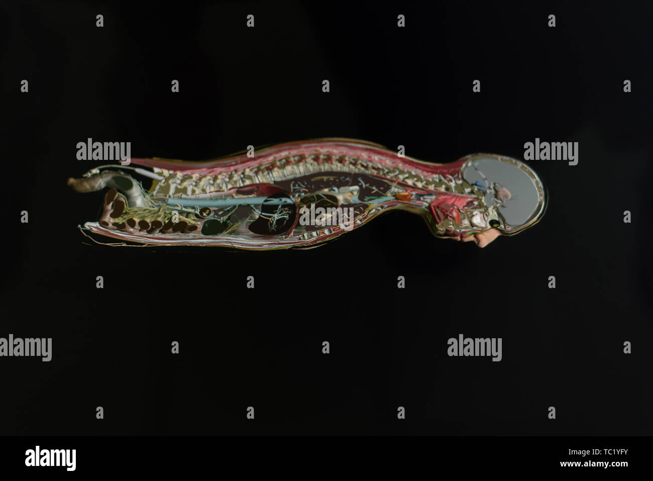 man in section and organs on the screen. Illustration of human organs ...