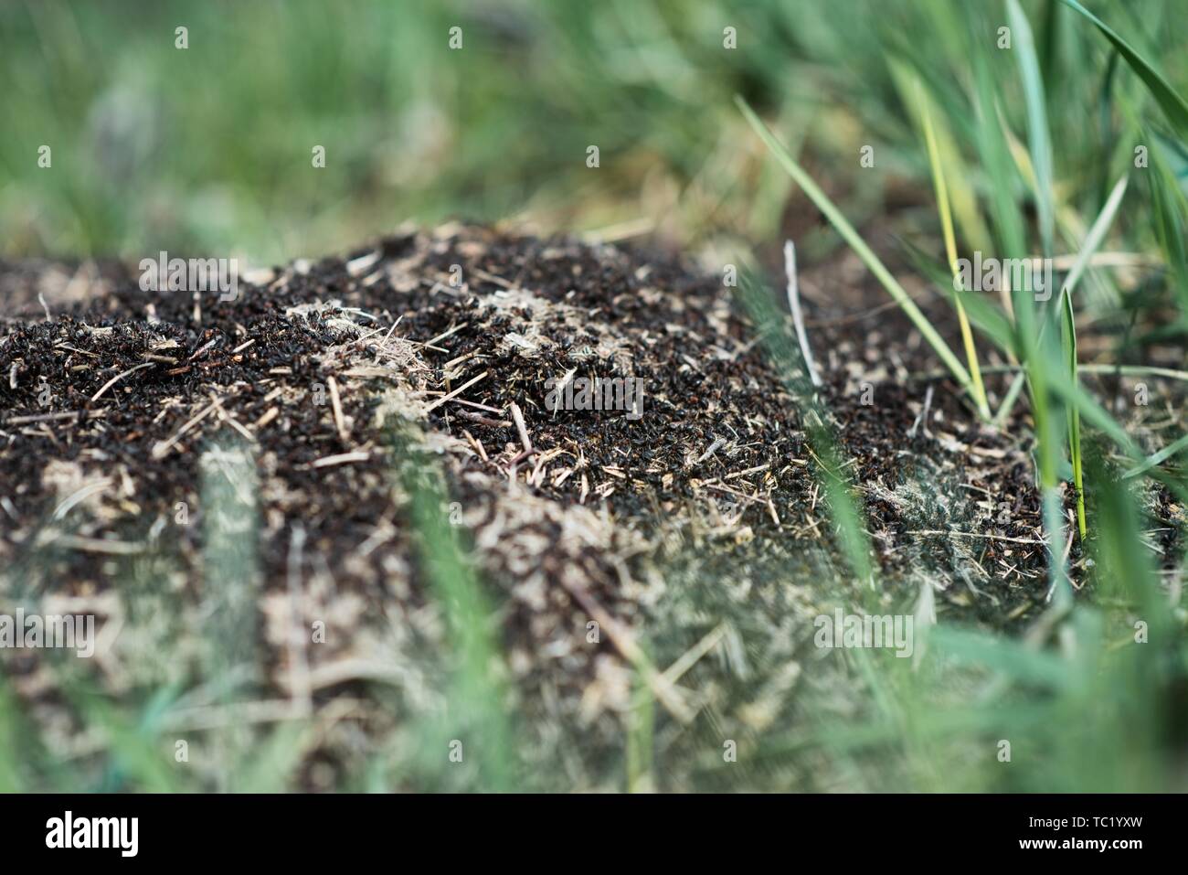 Anthill hi-res stock photography and images - Alamy