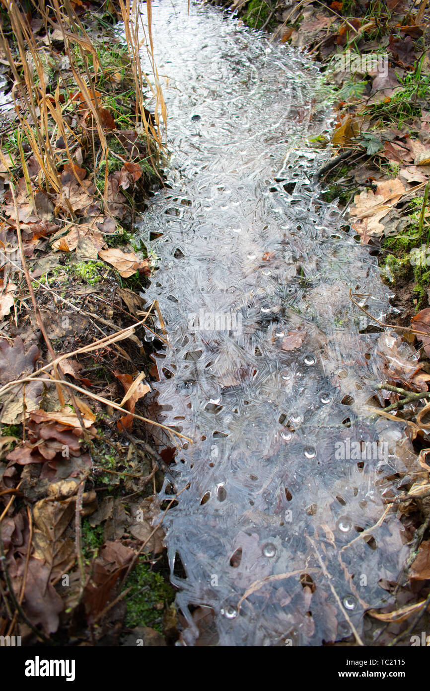 Puddle in the forest hi-res stock photography and images - Alamy