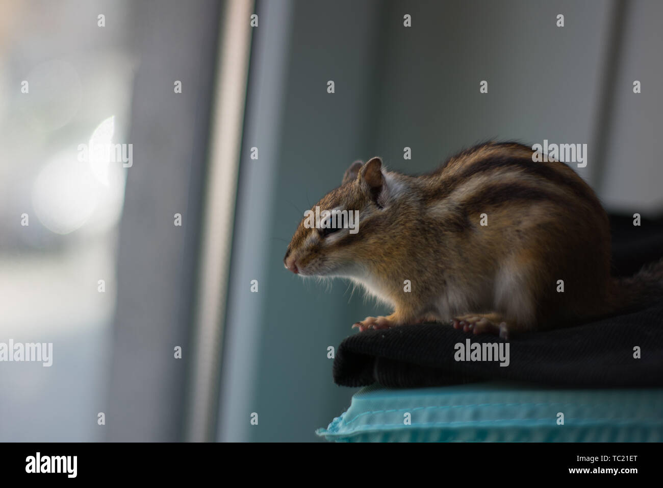 Domestic chipmunk hi-res stock photography and images - Alamy