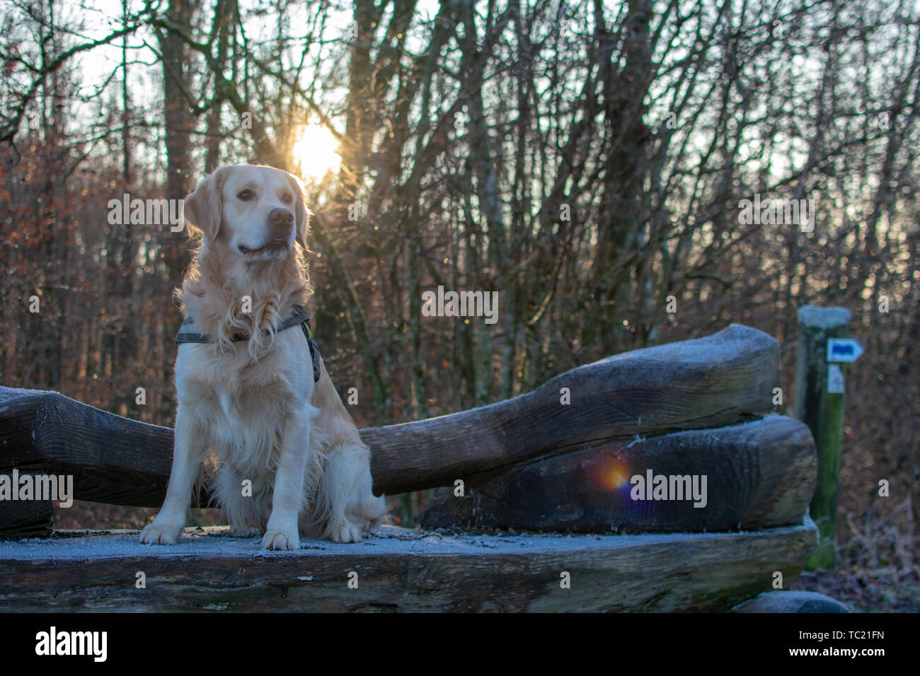 Golden retriever in front of beautiful sunset in winter Stock Photo - Alamy