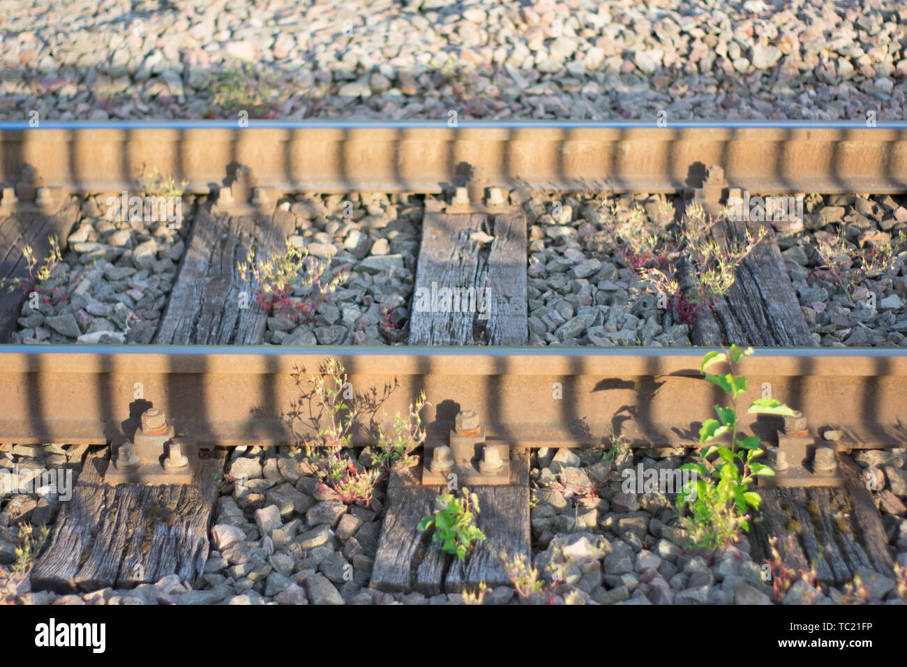 Train tracks in golden hour Stock Photo - Alamy