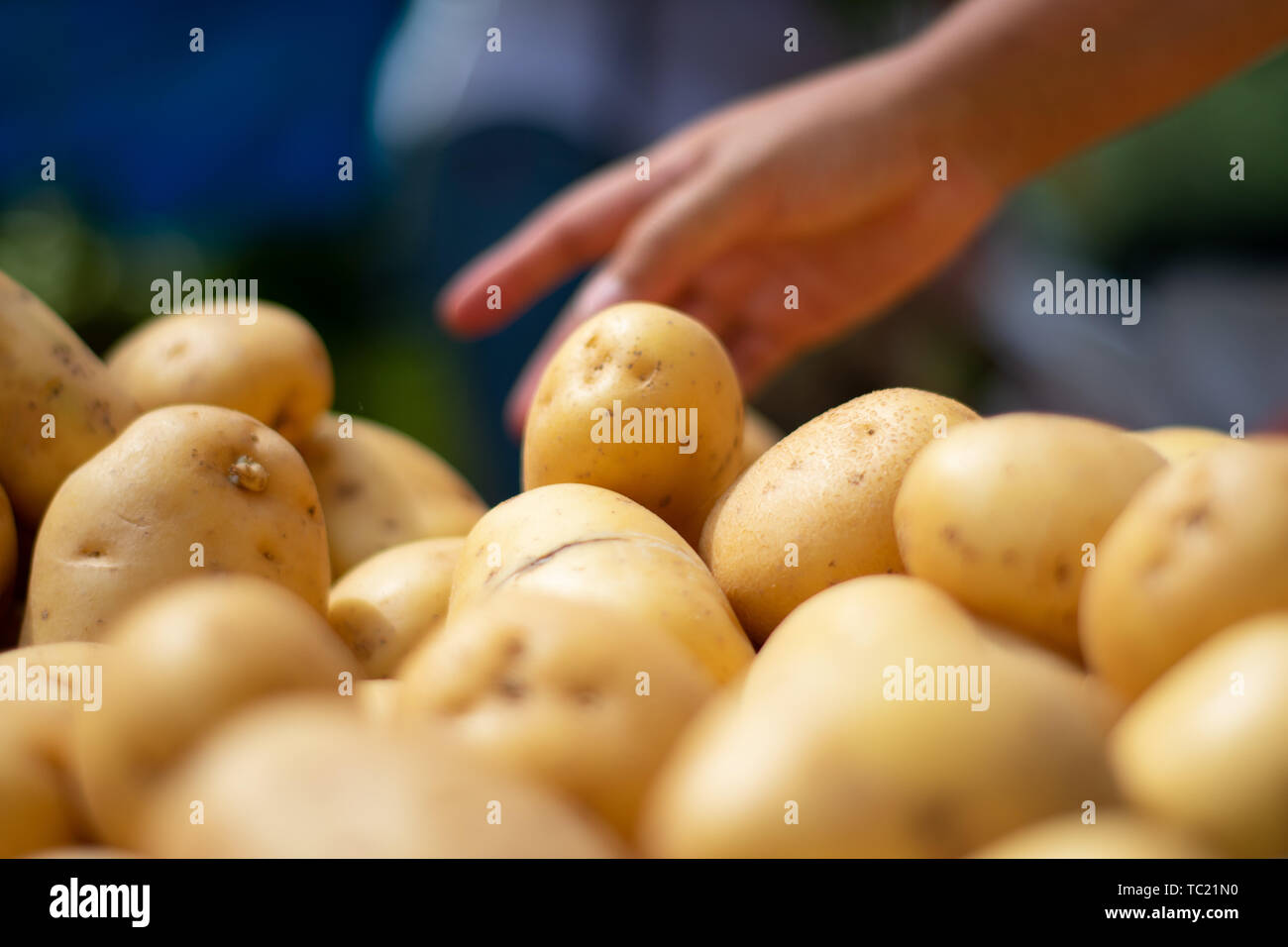 Picking potato hi-res stock photography and images - Alamy