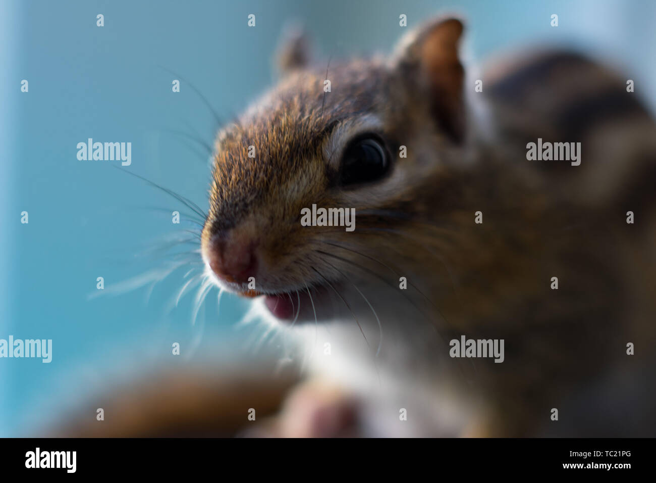 Domestic chipmunk hi-res stock photography and images - Alamy