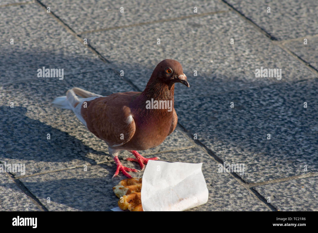 Angry pigeon hi-res stock photography and images - Alamy