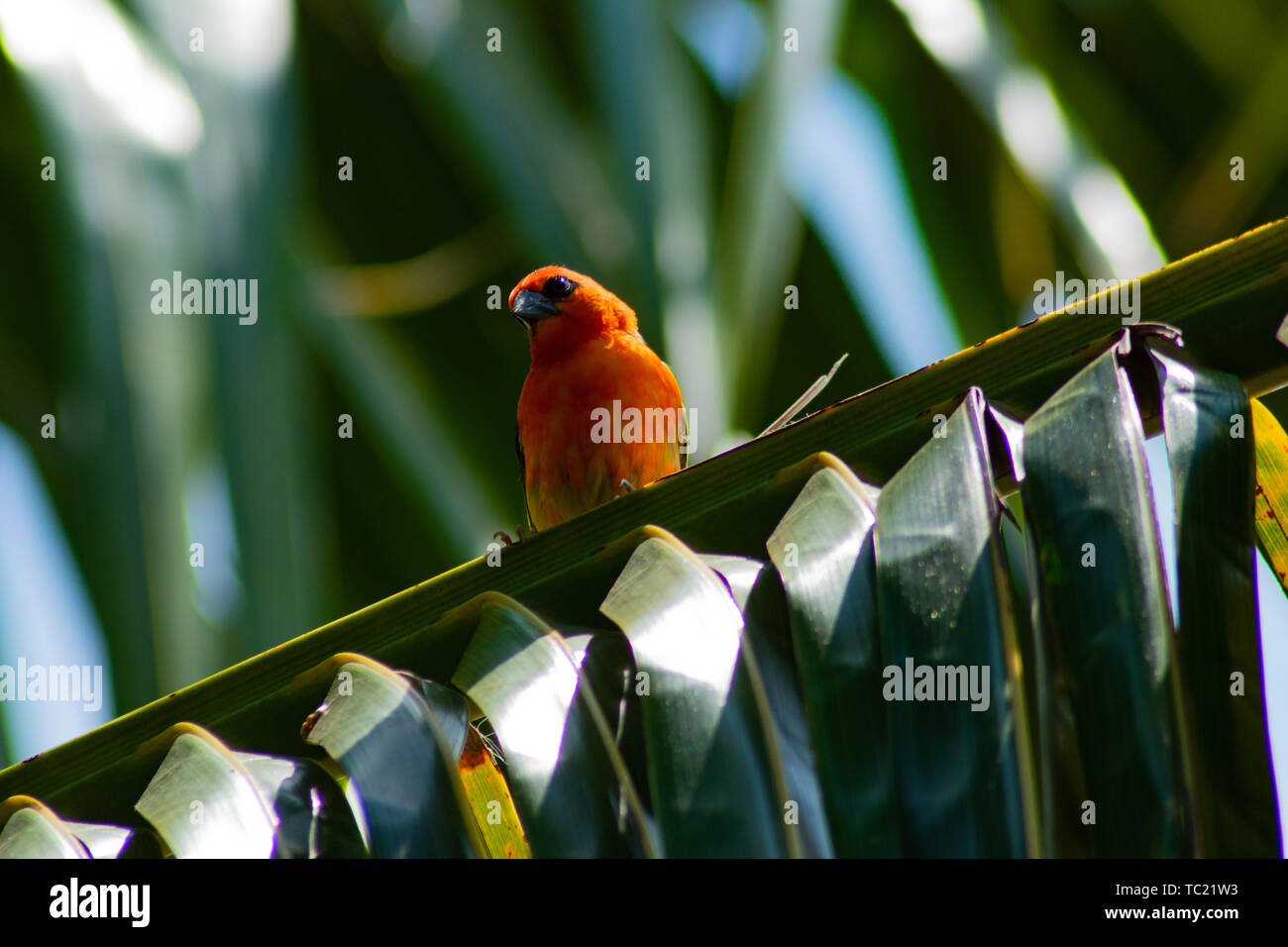 Confused tree hi-res stock photography and images - Alamy