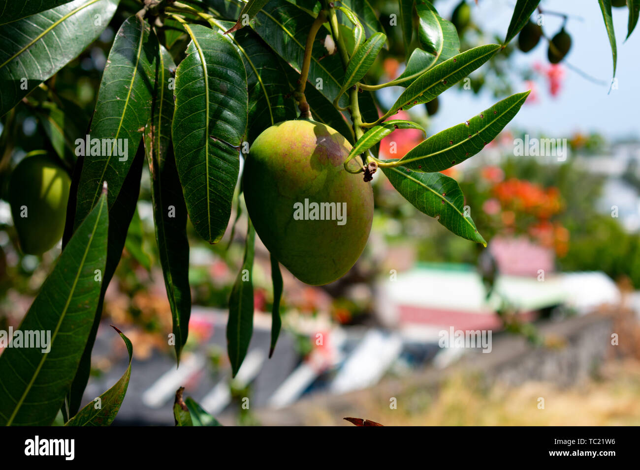 Fresh mango hanging from tree on front of tropical village Stock Photo ...