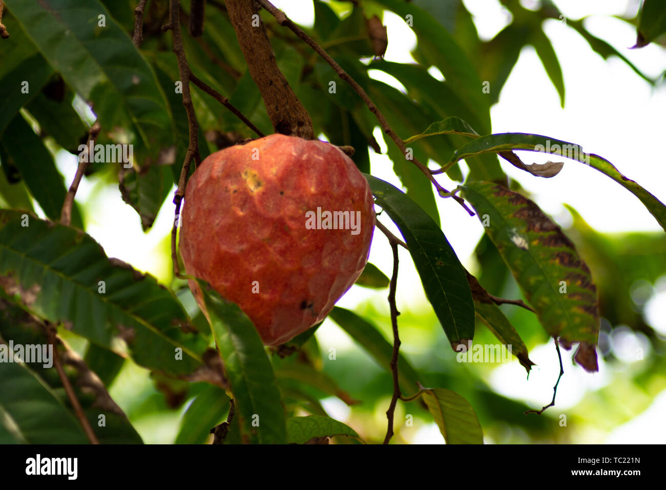 Ripe Custard Apple on Annona reticulata tree Stock Photo - Alamy
