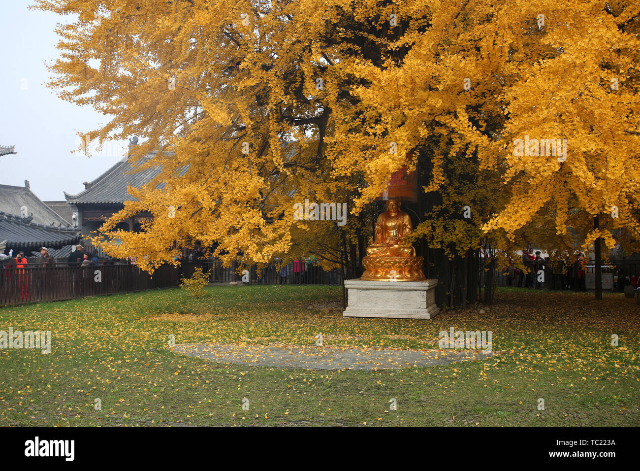 Guanyin temple in xi'an hi-res stock photography and images - Alamy