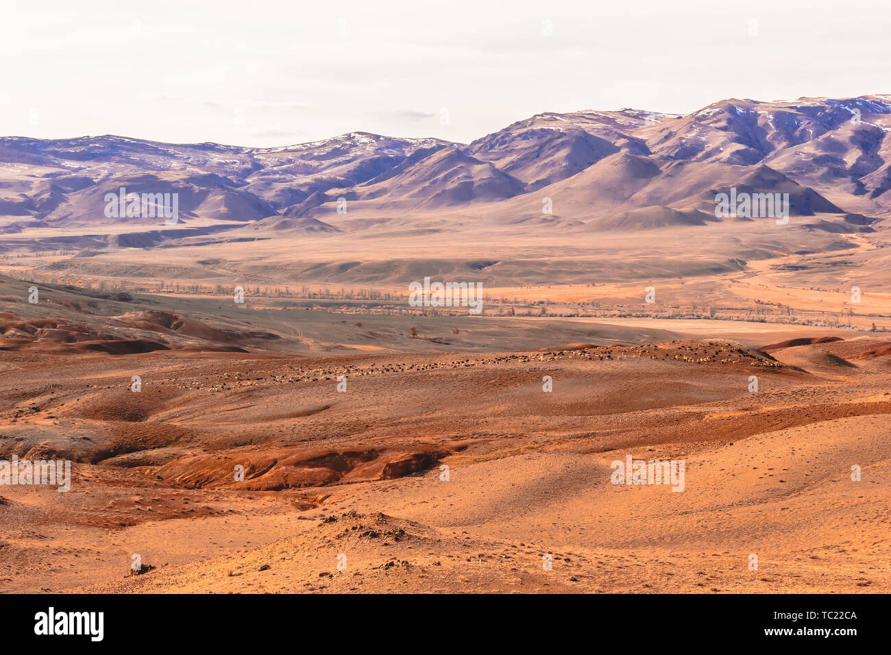 Steppe plain with yellow sand. Yellow soil under hot sun. Mountain ...