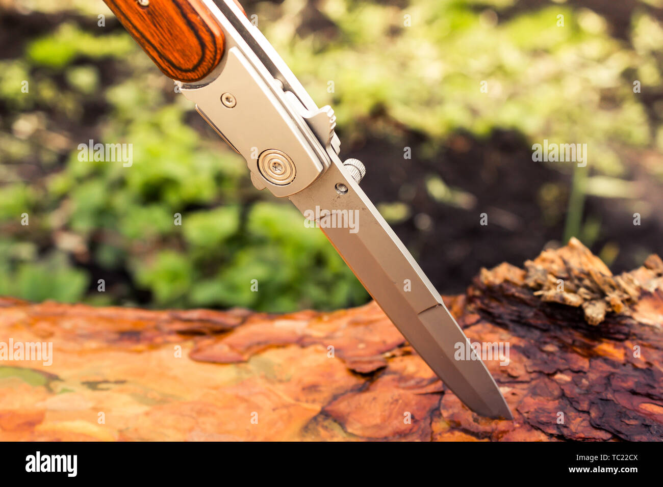 Camping knife in tree trunk Stock Photo - Alamy