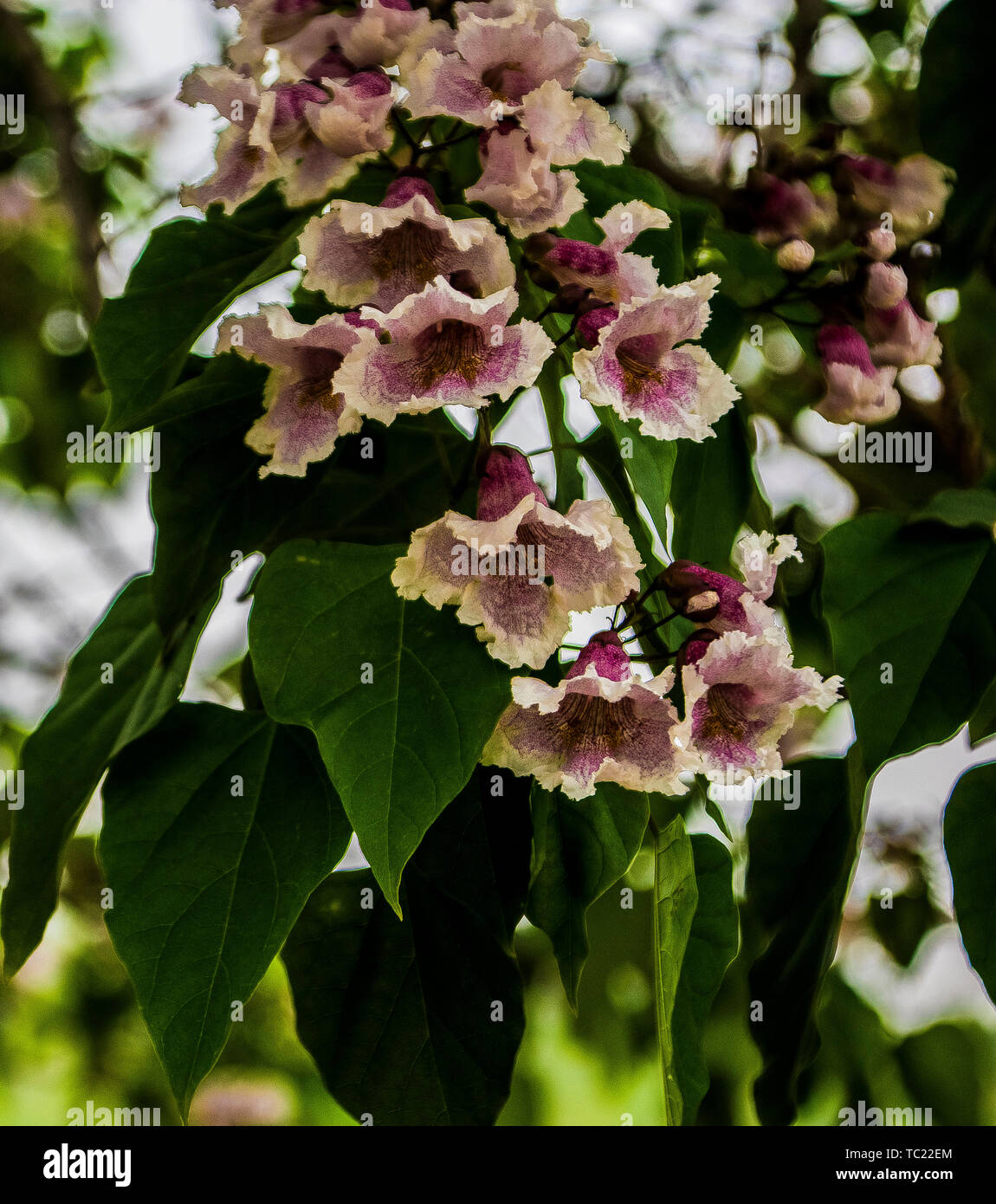 Sycamore flower hi-res stock photography and images - Alamy