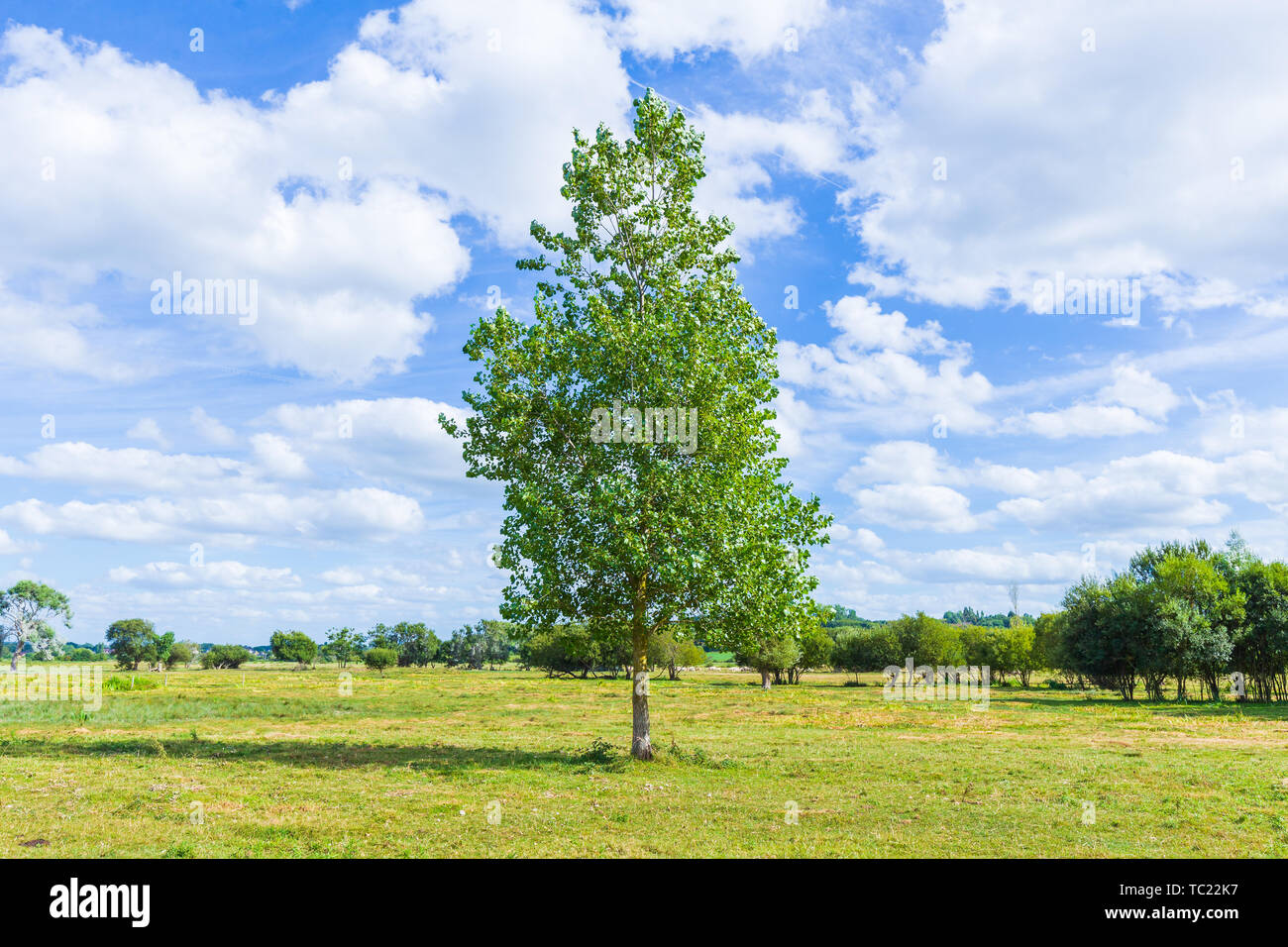 Green summer meadow with a lone tree Stock Photo - Alamy