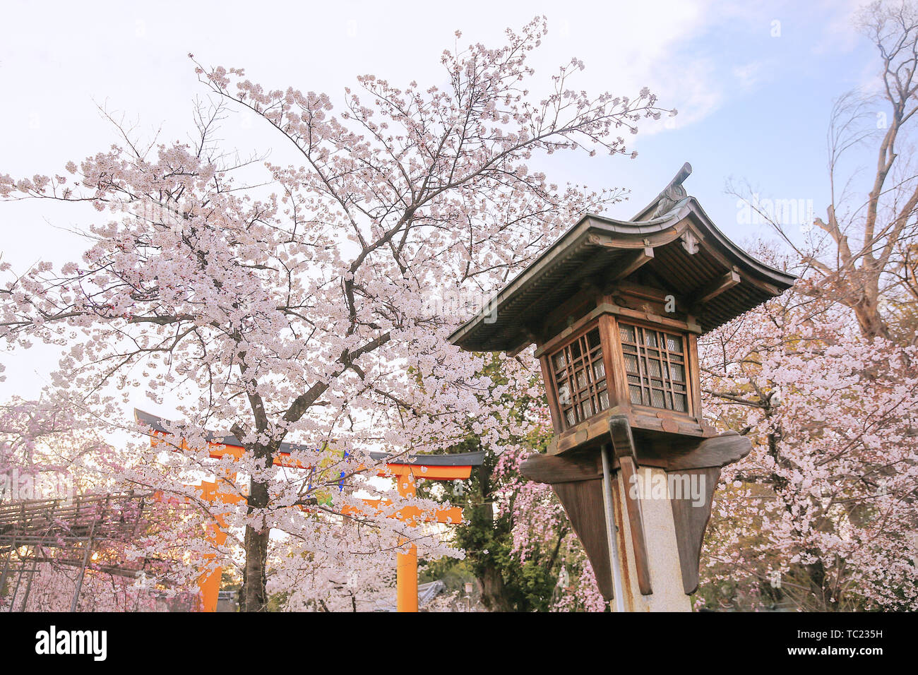 Kyoto Hirano shrine cherry blossom night cherry Stock Photo - Alamy