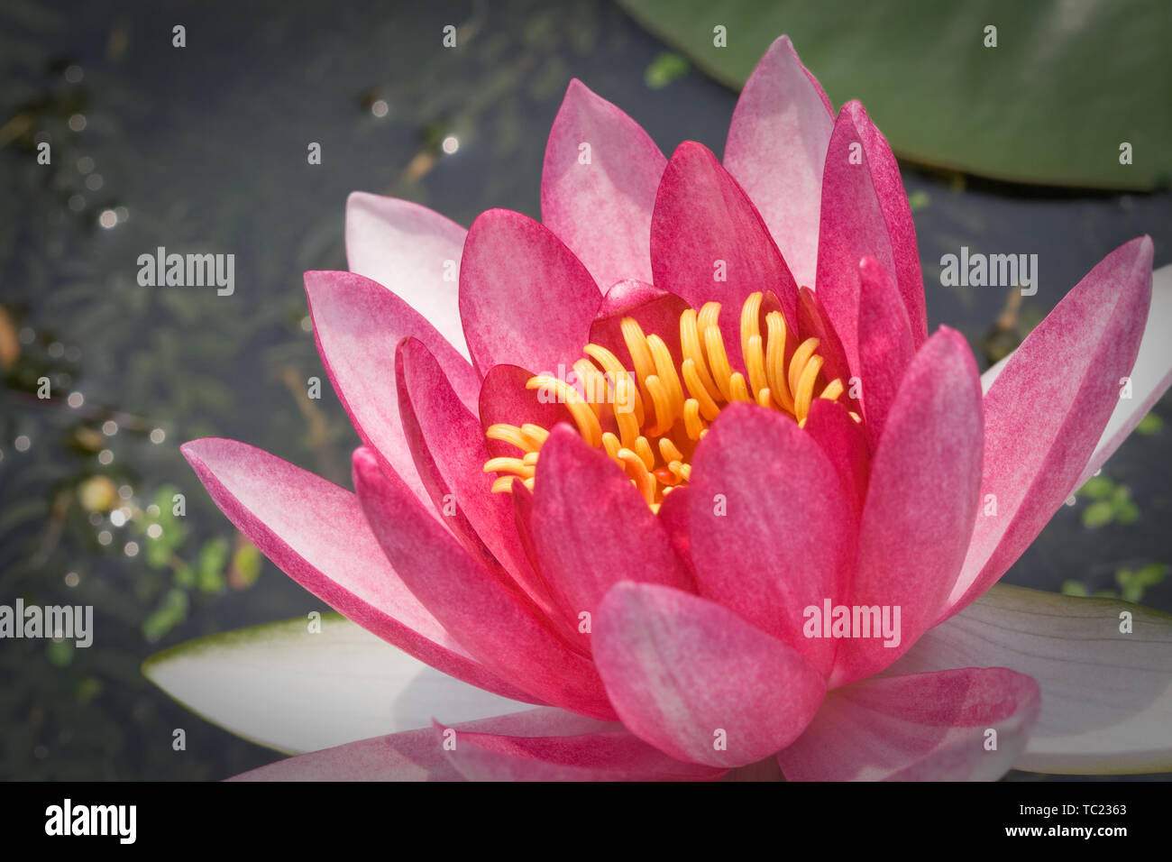 Chinese waterlily hi-res stock photography and images - Alamy