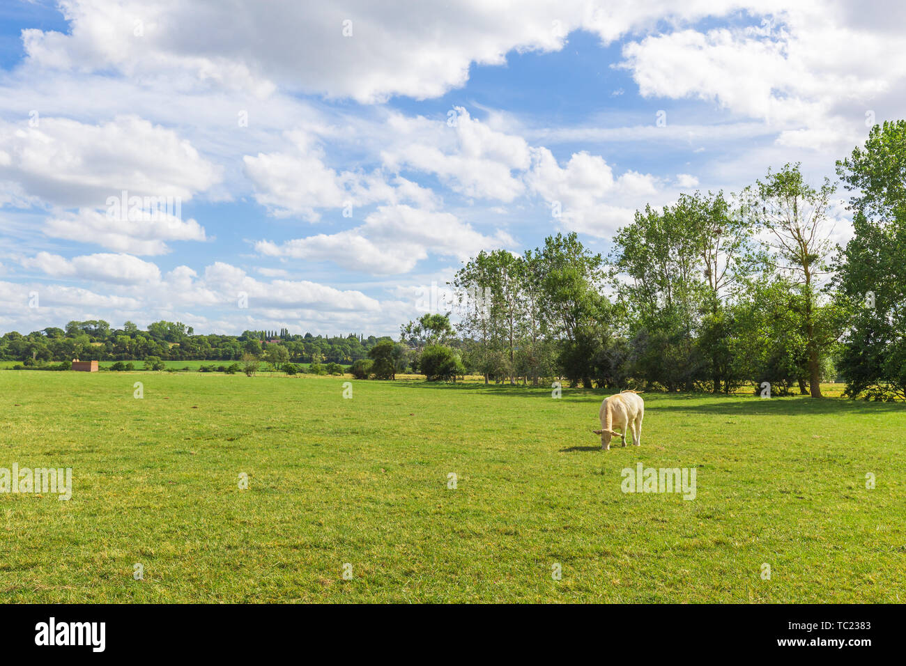 Lonely cow in the green summer meadow , France Stock Photo - Alamy