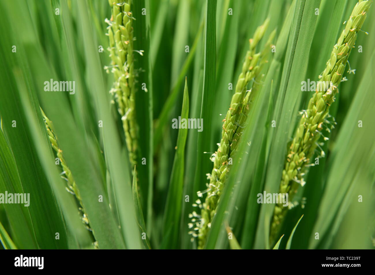 Rice spike paddy field, rice Stock Photo - Alamy