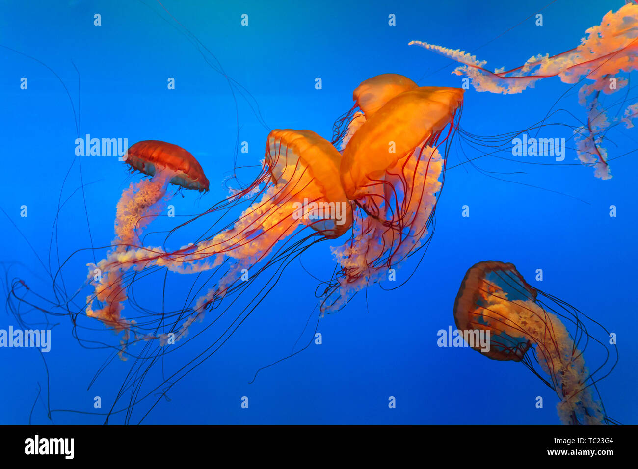 Orange bell jellyfish in aquarium Stock Photo - Alamy