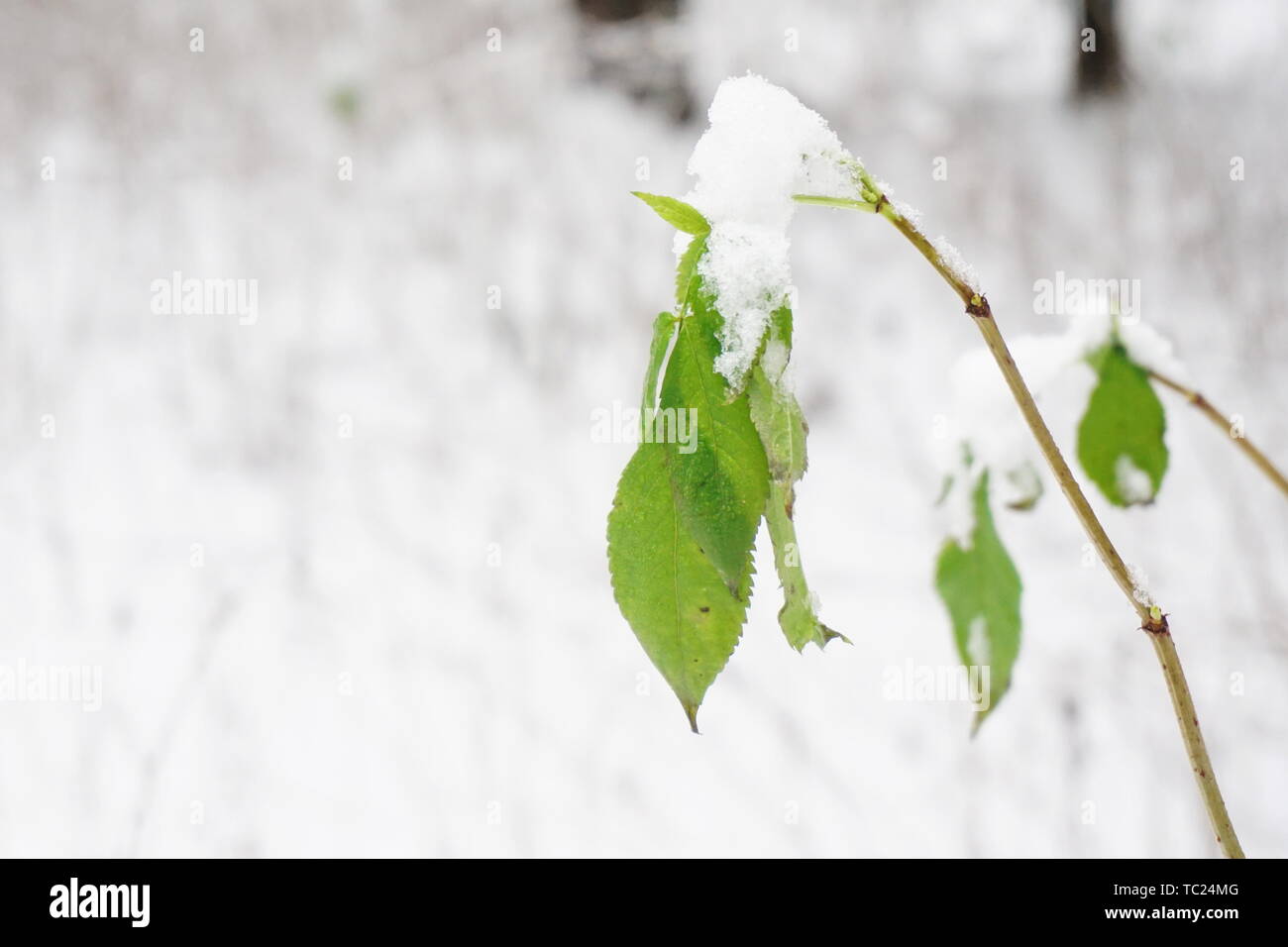 green leaf under the snow. weather snowfall. copy space Stock Photo - Alamy