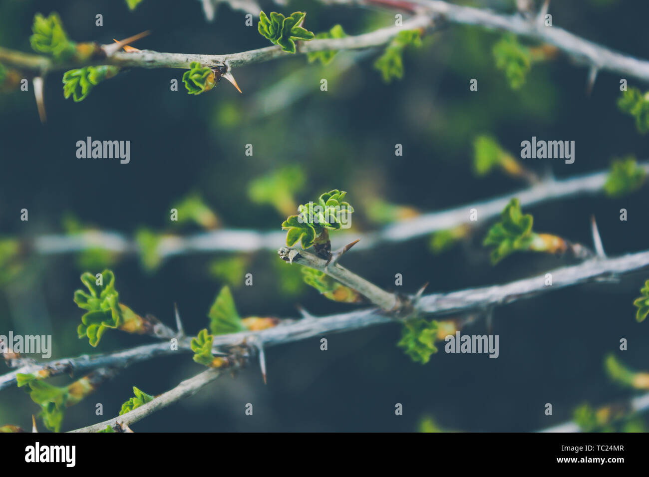 Branches of gooseberry with young buds and leaves in garden Stock Photo ...