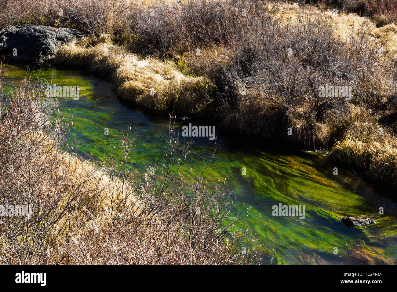 Riverbed with green algae in water Stock Photo - Alamy
