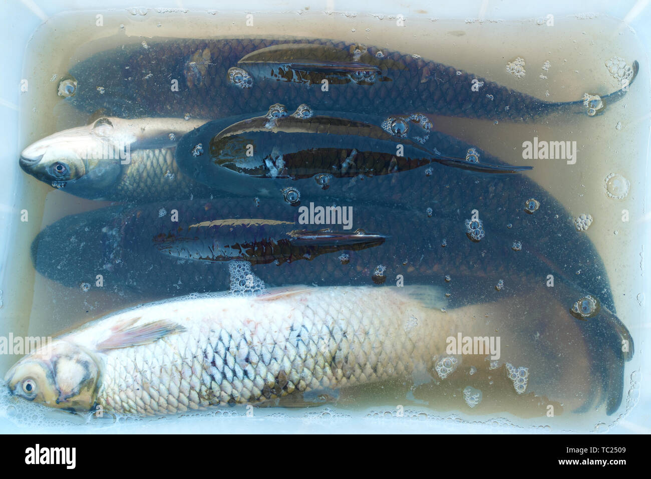 Stale fish hi-res stock photography and images - Alamy