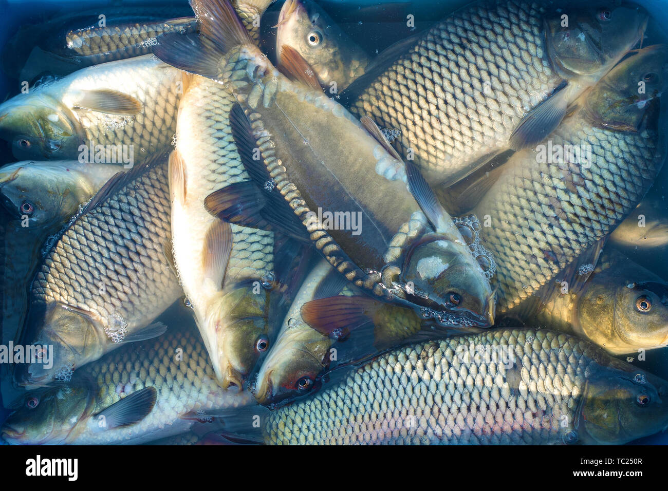 Lots of scales hi-res stock photography and images - Alamy