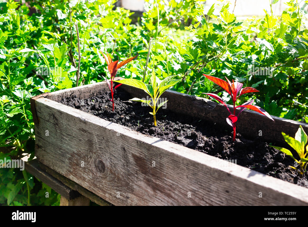 Wooden box with flowers. Gardening, growing plants Stock Photo - Alamy