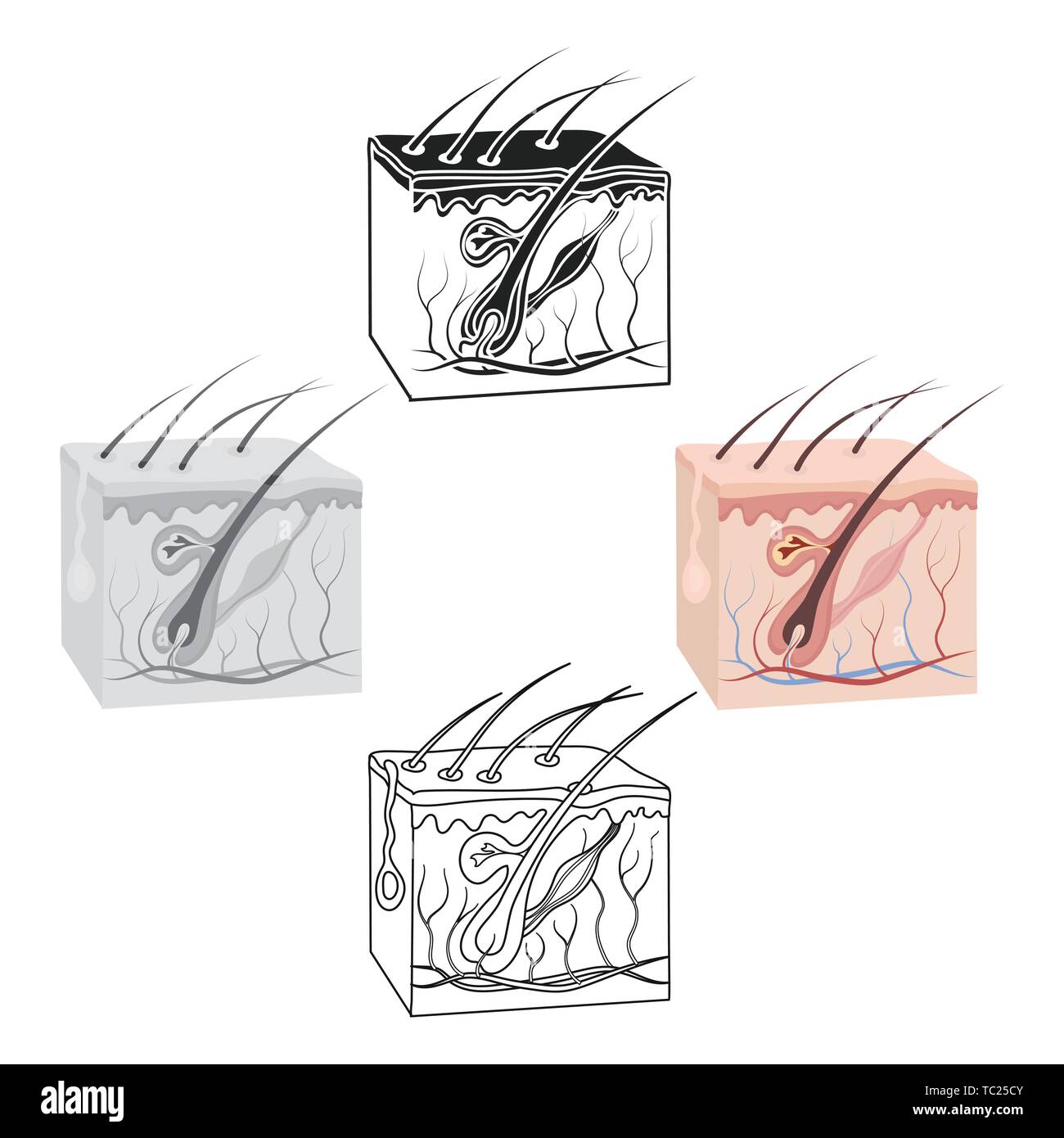 Cross section artery vein Stock Vector Images - Alamy
