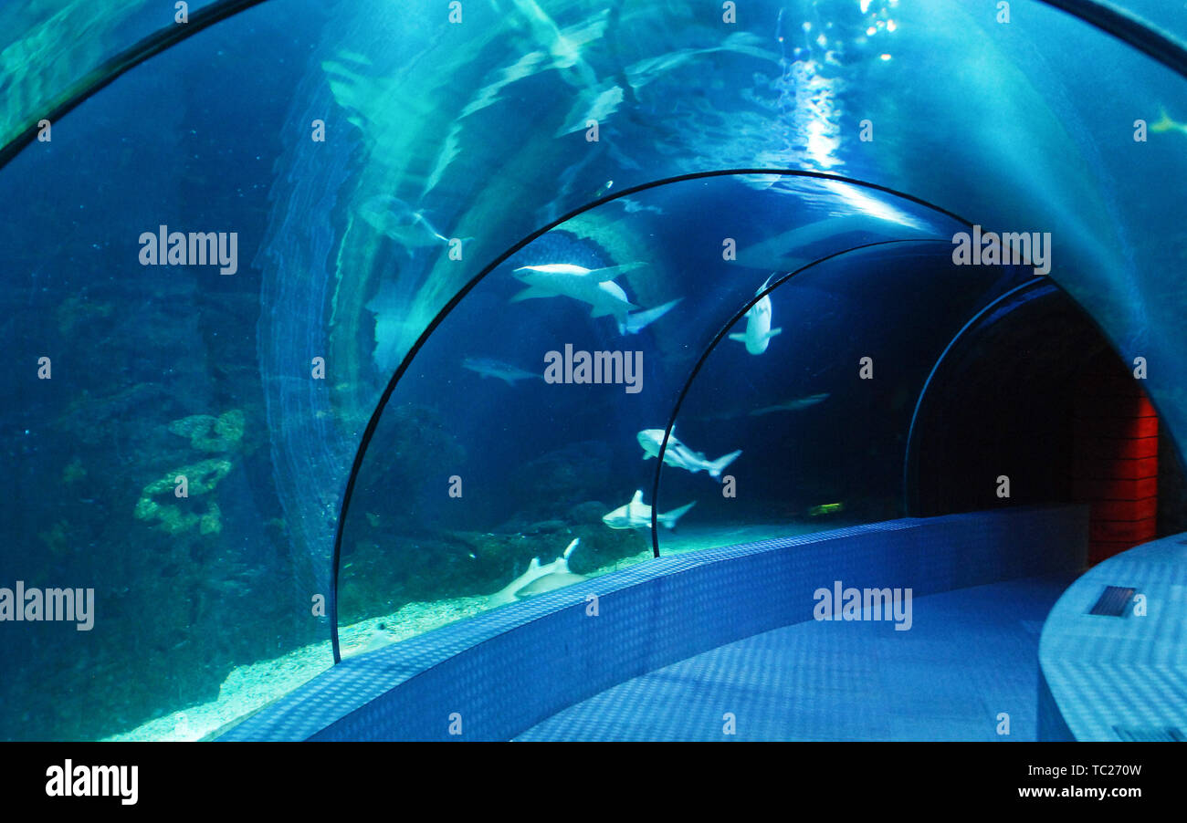 Big fish tank hi-res stock photography and images - Alamy