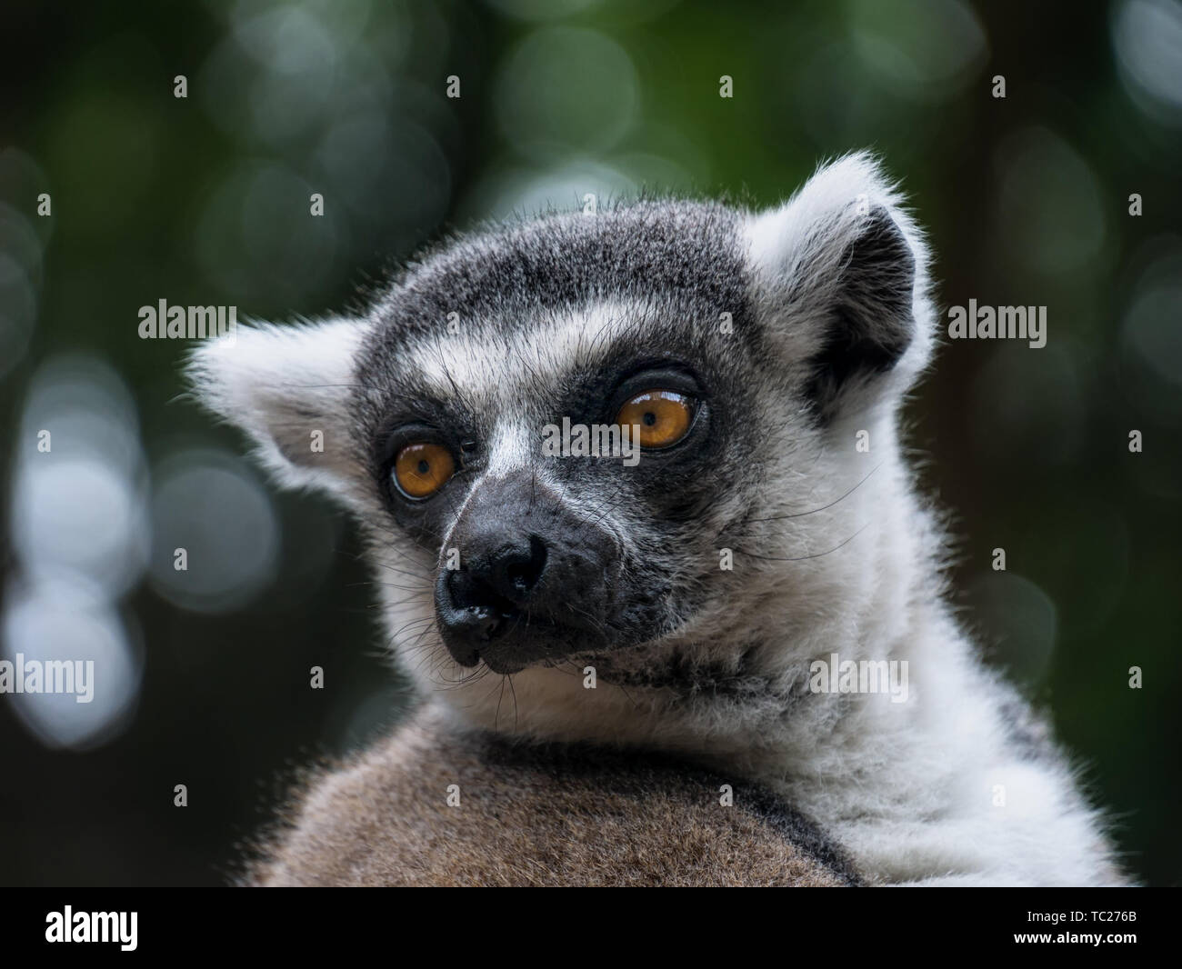Face close-up of the ring-tailed lemur Stock Photo - Alamy