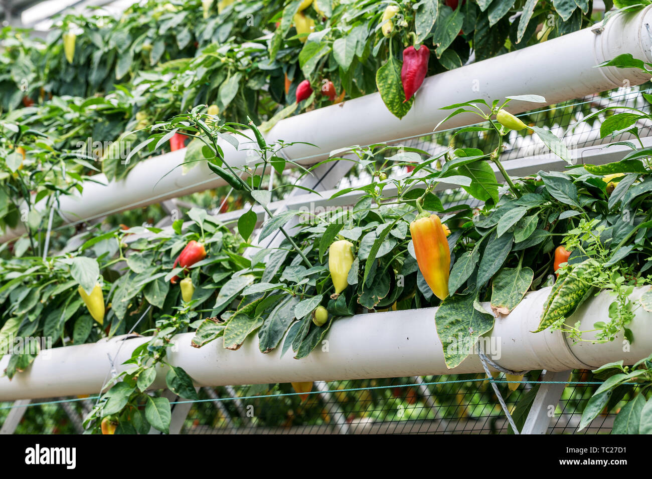 Three-dimensional planting of chili peppers, filmed at Shandong ...