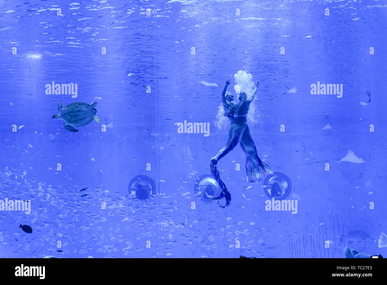 Mermaid performance at Haichang Ocean Park, Shanghai Stock Photo - Alamy