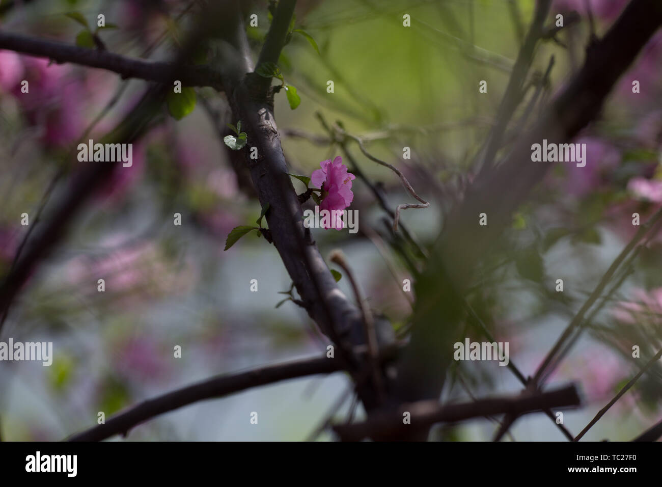 A group of spring flowers Stock Photo - Alamy