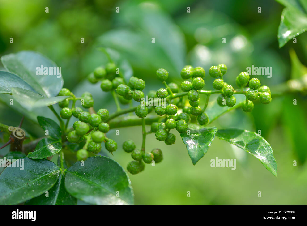 Pepper rattan pepper branch close-up HD large picture Stock Photo - Alamy