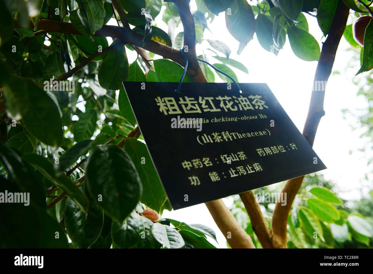Oil tea, tea fruit Stock Photo - Alamy