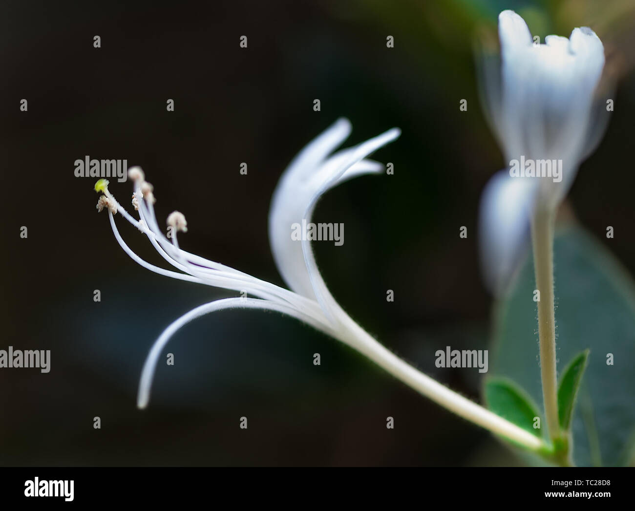 Ninja flower hi-res stock photography and images - Alamy