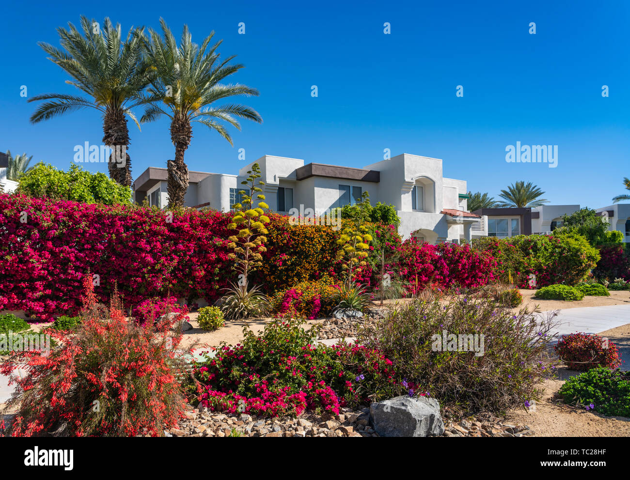 Residential landscaping on Ramon Road, Palm Springs, California, USA ...