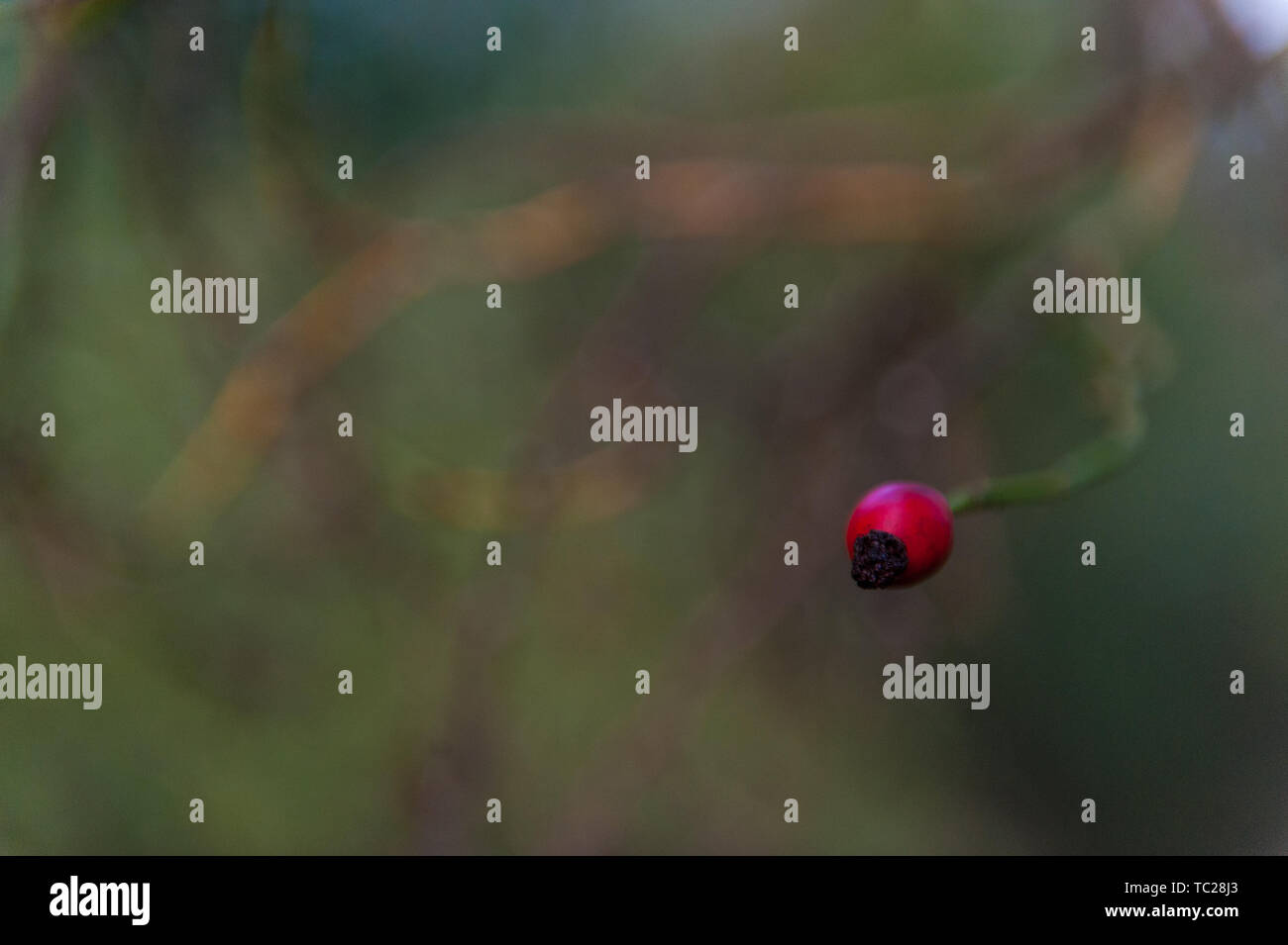 Lingberry hi-res stock photography and images - Alamy
