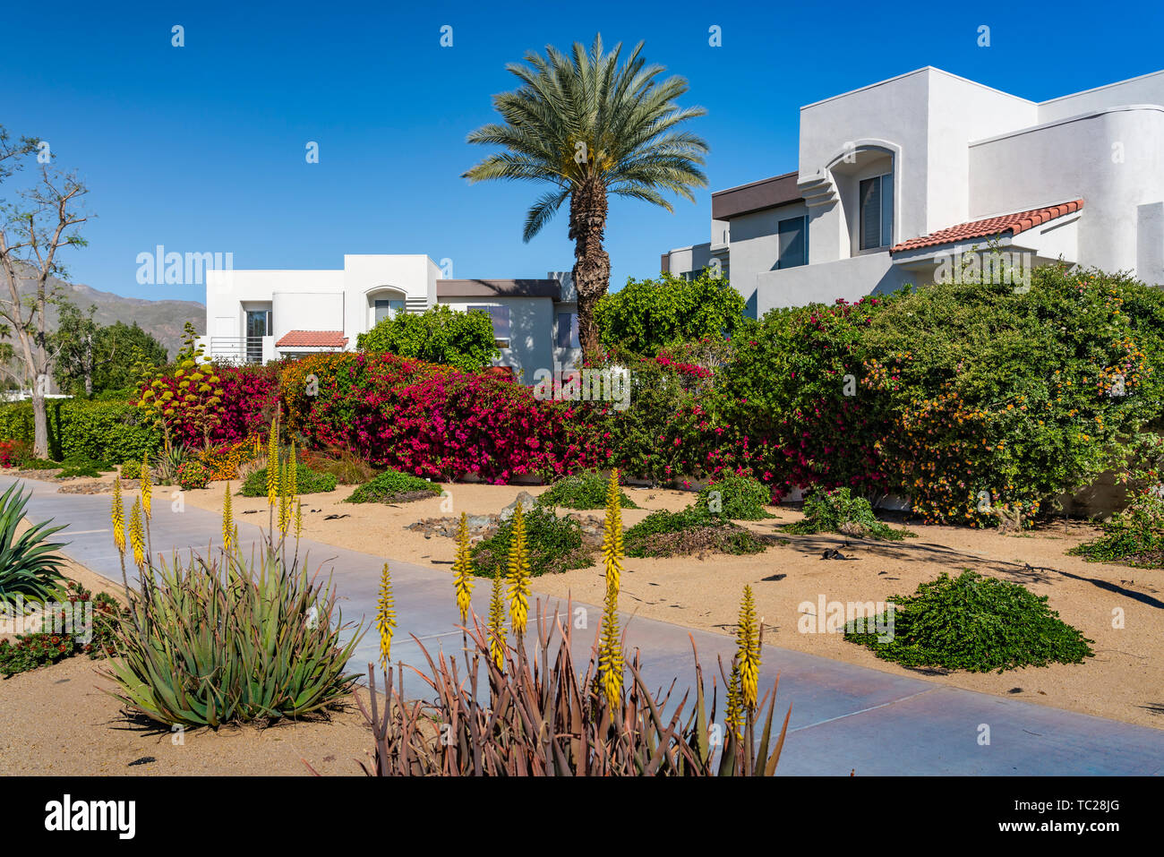 Residential landscaping on Ramon Road, Palm Springs, California, USA ...