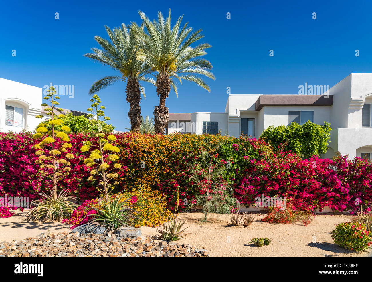 Residential landscaping on Ramon Road, Palm Springs, California, USA ...