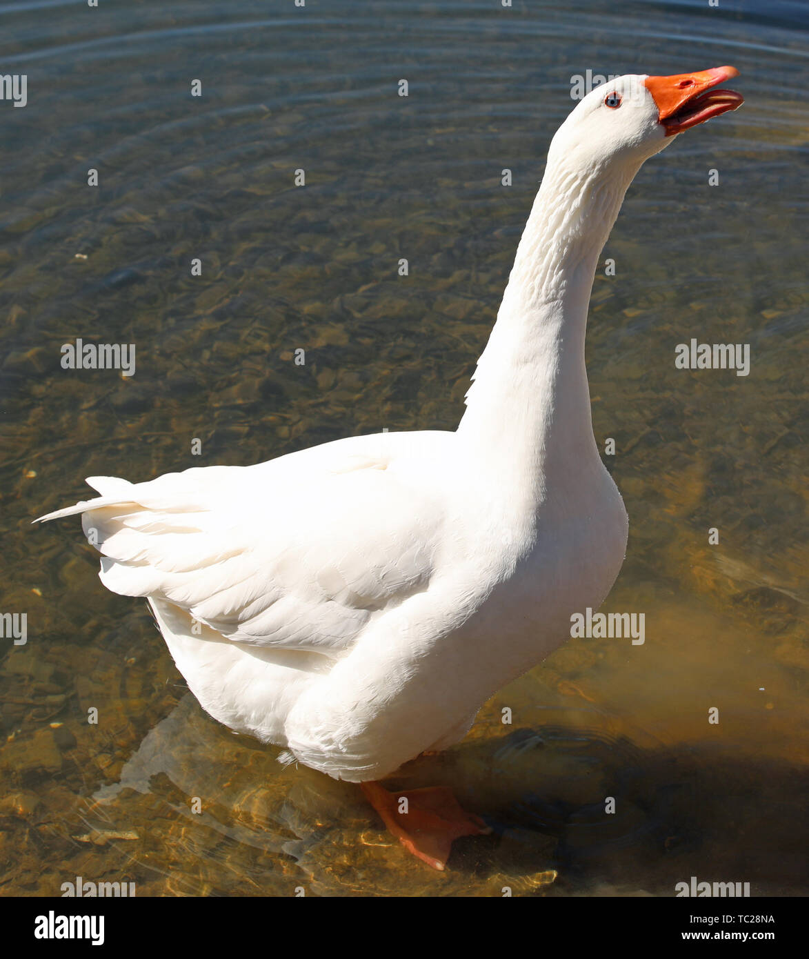 big white goose with open orange beak while fluttering in the pond ...