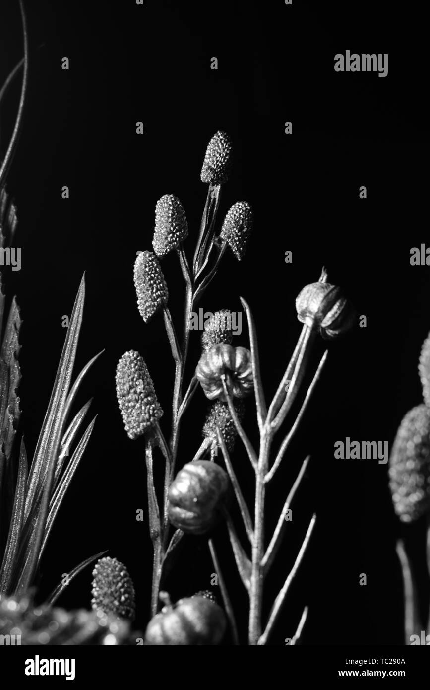 Pine flower corn hi-res stock photography and images - Alamy