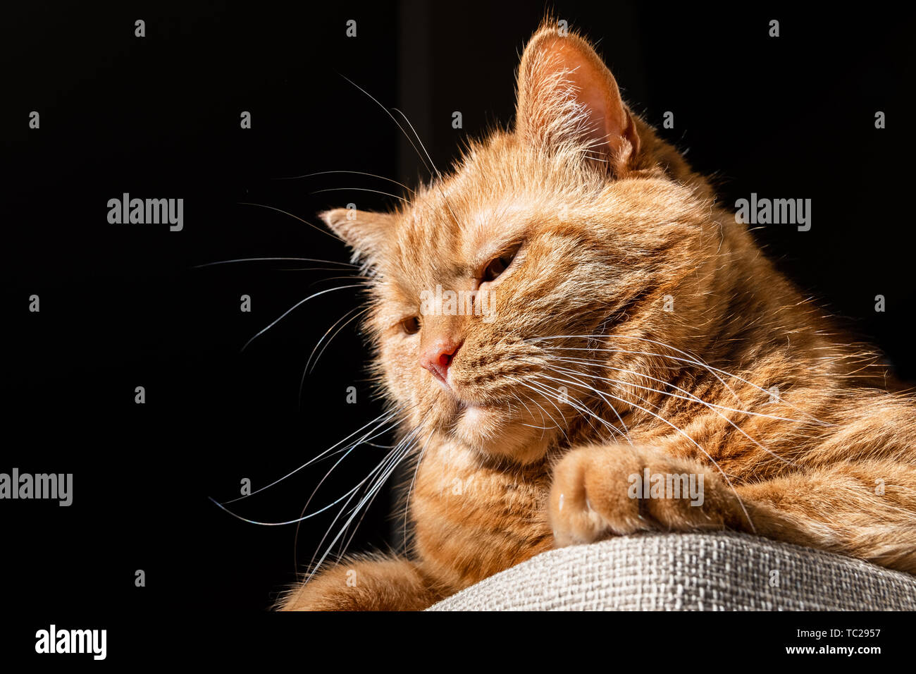 Orange cat sitting in the sun; dark background; low angle view Stock ...