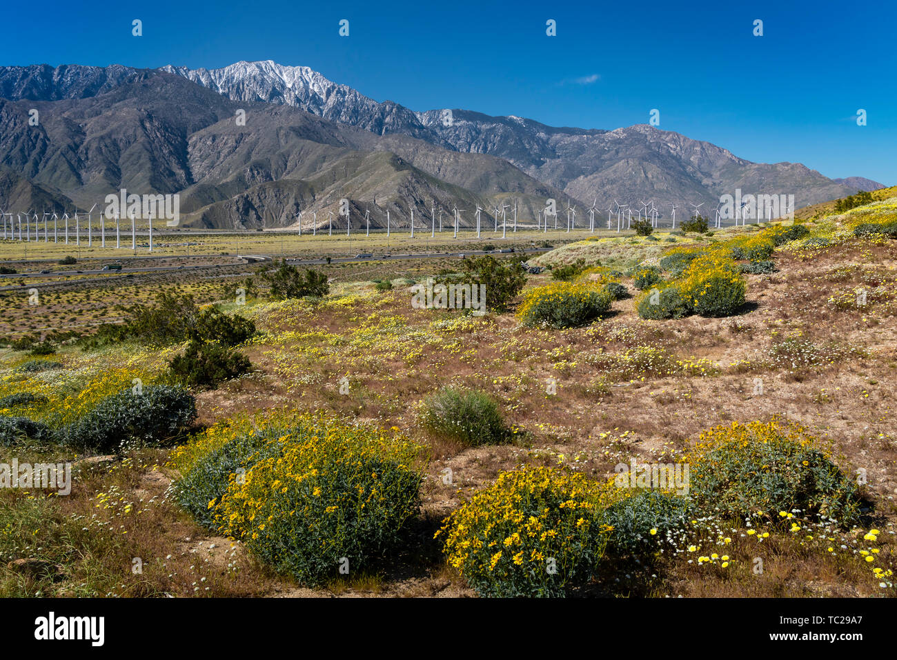 Wildflower Blooms Near Palm Springs at Brock Kyte blog