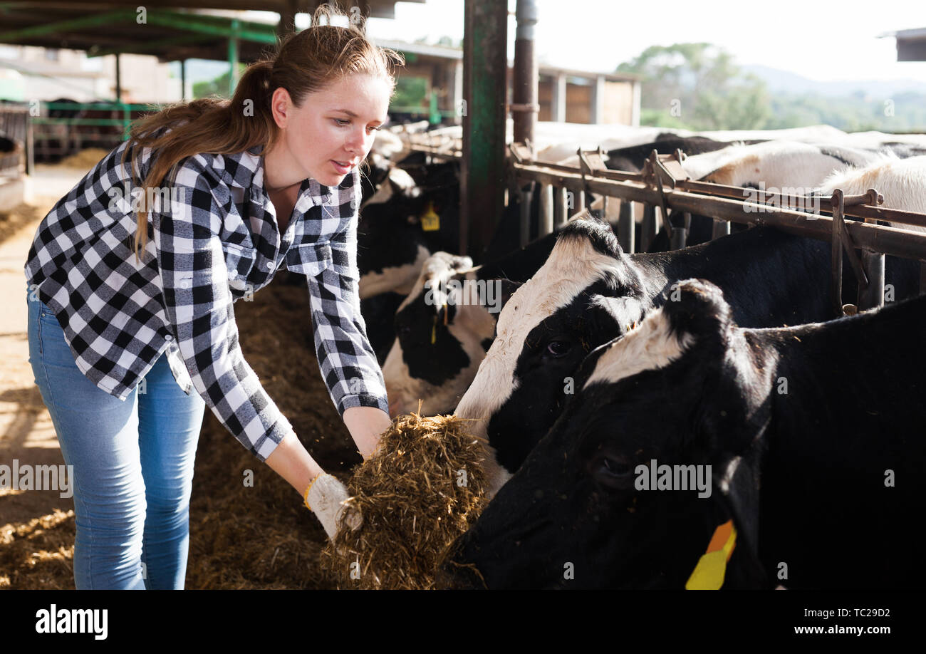 Young woman working with hay for cows on dairy farm Stock Photo - Alamy