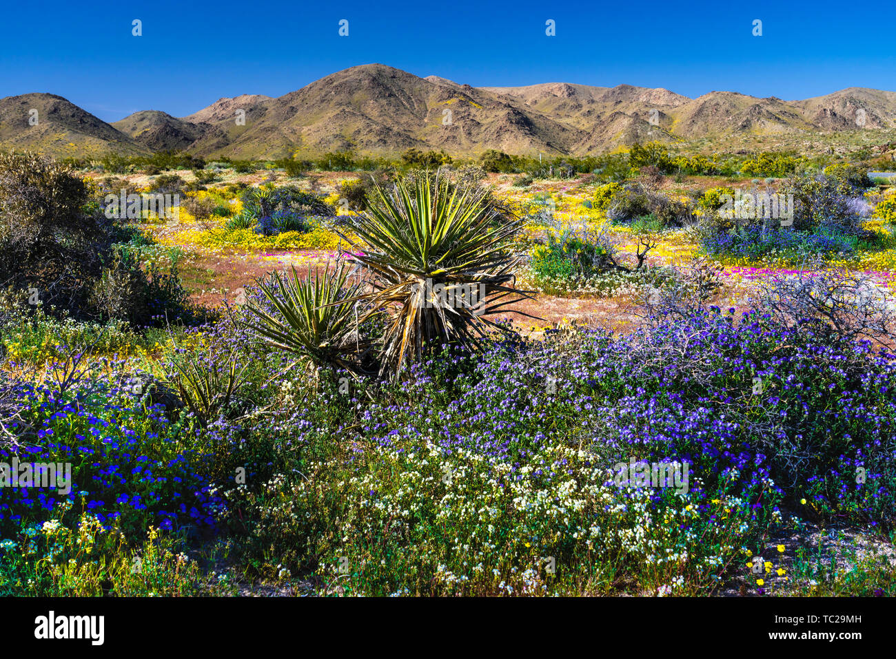 Spring wildflowers blooming in Joshua Tree National Park, California ...