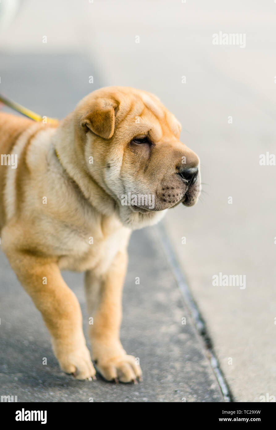 Portrait of a cute and beautiful sharpei dog Stock Photo - Alamy