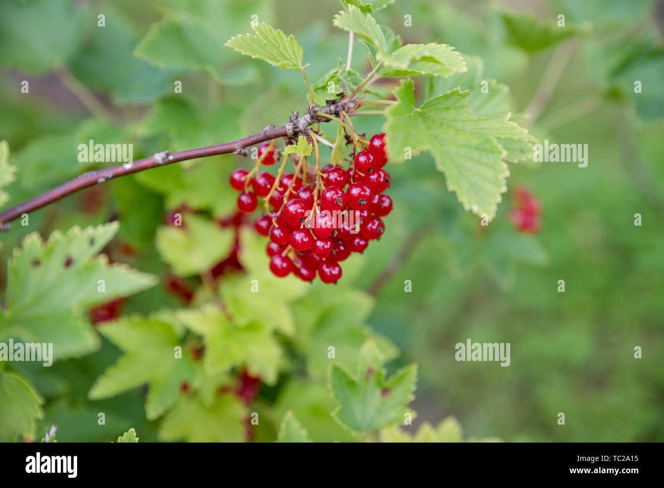red currant grows on a bush in the garden, berry, harvest, summer ...