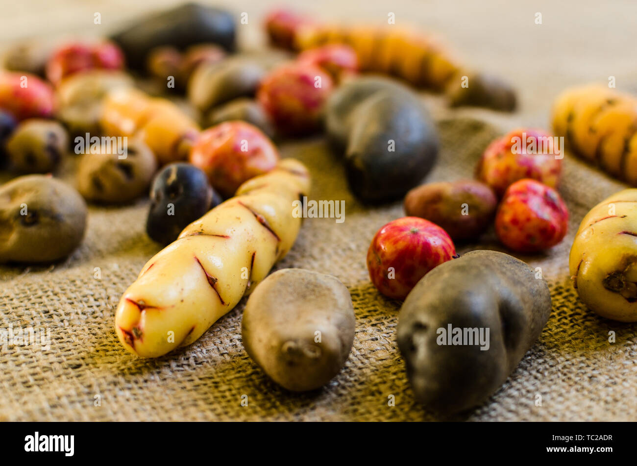 Bolivian and Peruvian potatoes and tubers on rustic brown background ...